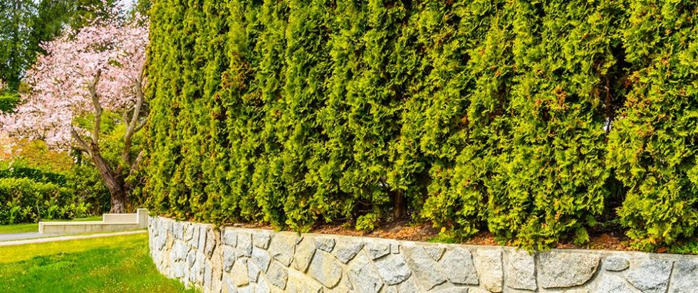 The Top 5 Benefits of Evergreens