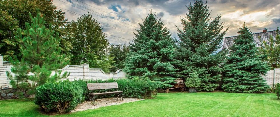 The Top 5 Benefits of Evergreens