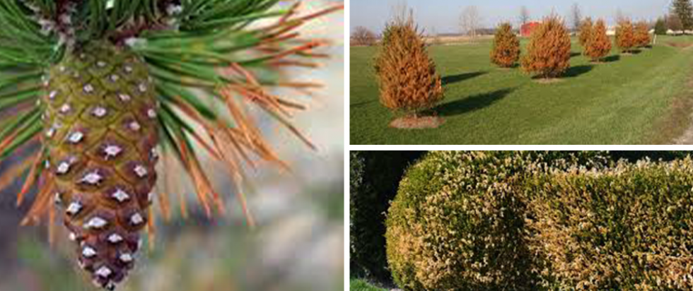 How to Protect Your Evergreens for Winter