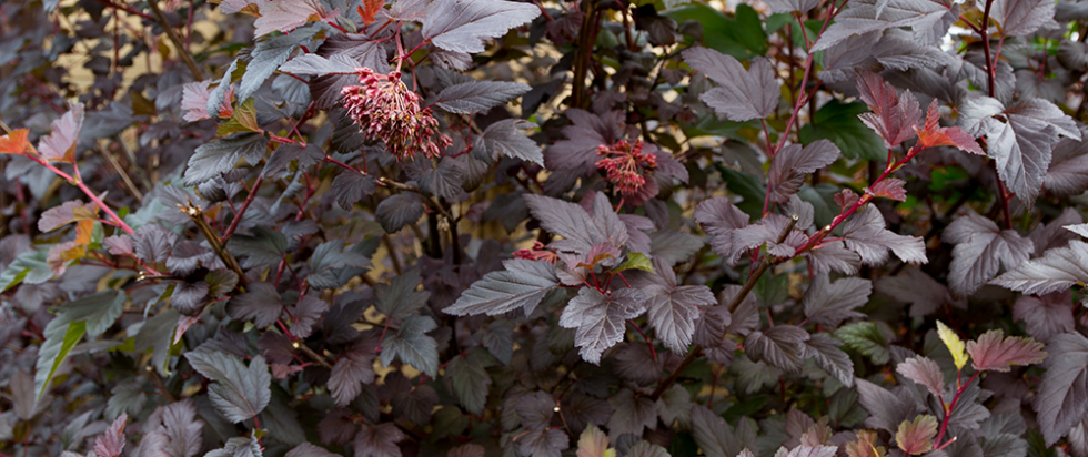 The Best Plants to Bring Winter Interest to Your Landscape