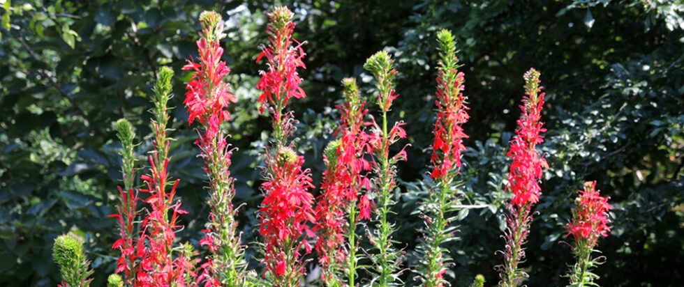 Keep Your Garden Colorful With Late Summer-Blooming Perennials