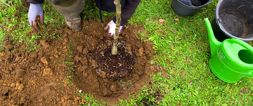 How to Plant Trees in the Fall