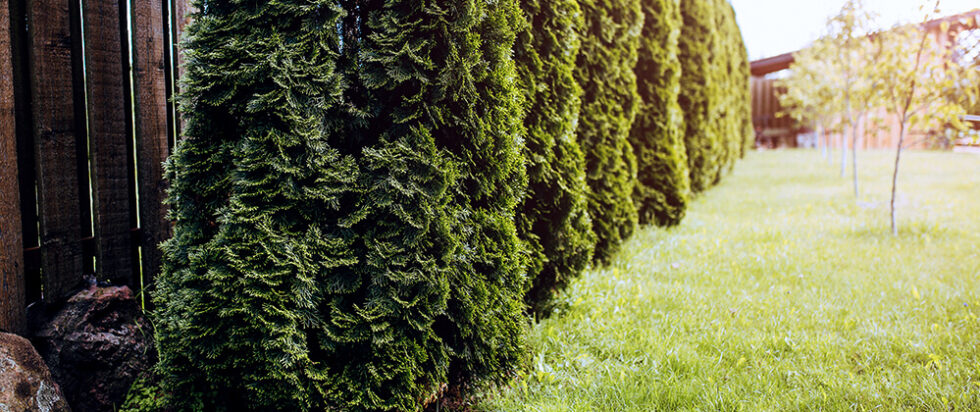 10 Ways to Use Plants for Privacy