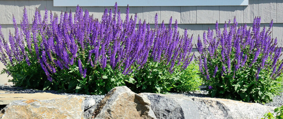 The Best Late Spring-Blooming Perennials - Meyer Landscape