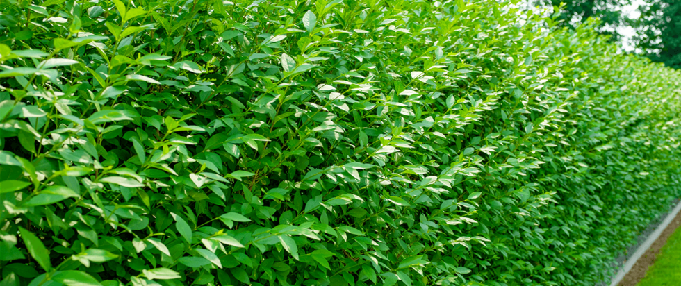 The Best Plants for Privacy Hedges - Meyer Landscape