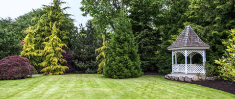 How to Grow a Forest in Your Backyard- Meyer Landscape