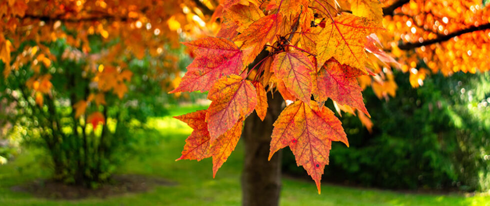 How to Grow a Forest in Your Backyard- Meyer Landscape