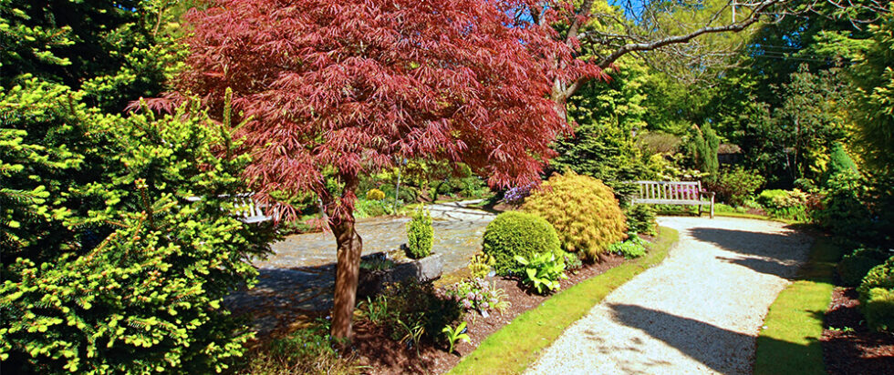 How to Grow a Forest in Your Backyard- Meyer Landscape