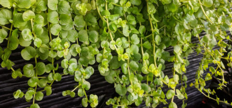 The Best Cascading Plants For Retaining Walls - Meyer Landscape