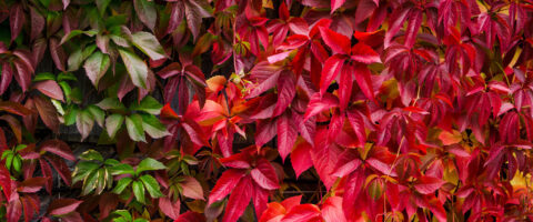 The Best Cascading Plants For Retaining Walls - Meyer Landscape