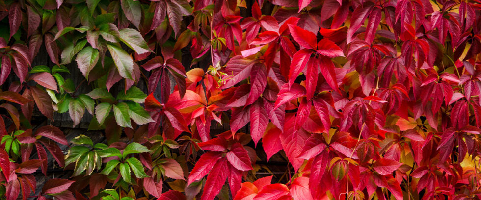 The Best Cascading Plants For Retaining Walls - Meyer Landscape