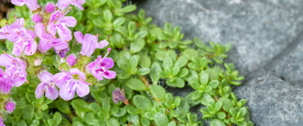 The Best Cascading Plants For Retaining Walls - Meyer Landscape