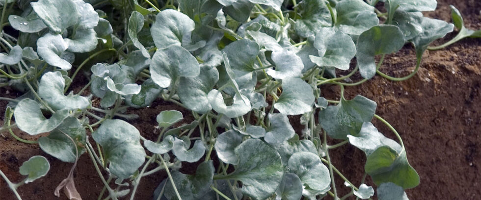 The Best Cascading Plants For Retaining Walls - Meyer Landscape