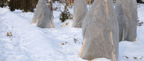 How to Protect Your Plants from Salt Damage - Meyer Landscape