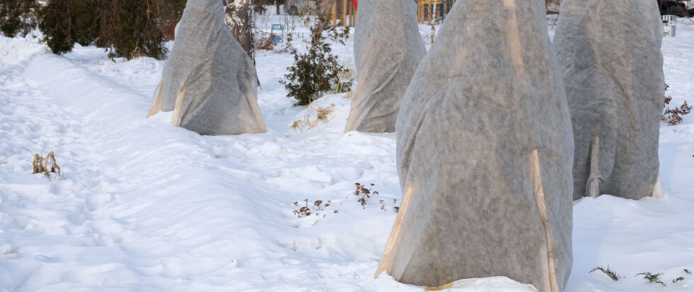 How to Protect Your Plants from Salt Damage - Meyer Landscape